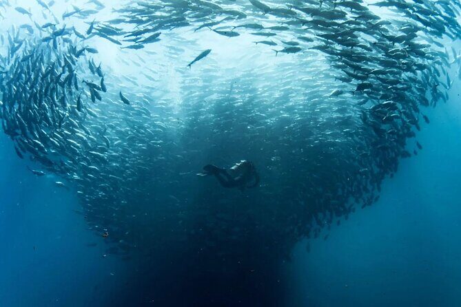 Cabo Pulmo Diving Adventure - Authentic Experiences Extracted from Reviews