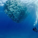 Cabo Pulmo Marine Park: Scuba Diving Excursion - Post-Dive: Savoring Local Flavors in Cabo Pulmo