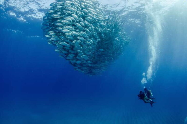 Cabo Pulmo Marine Park: Scuba Diving Excursion - Post-Dive: Savoring Local Flavors in Cabo Pulmo