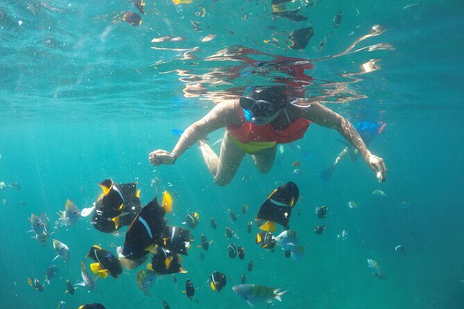 Cabo Pulmo Snorkel Adventure - The Experience: Pros and Cons