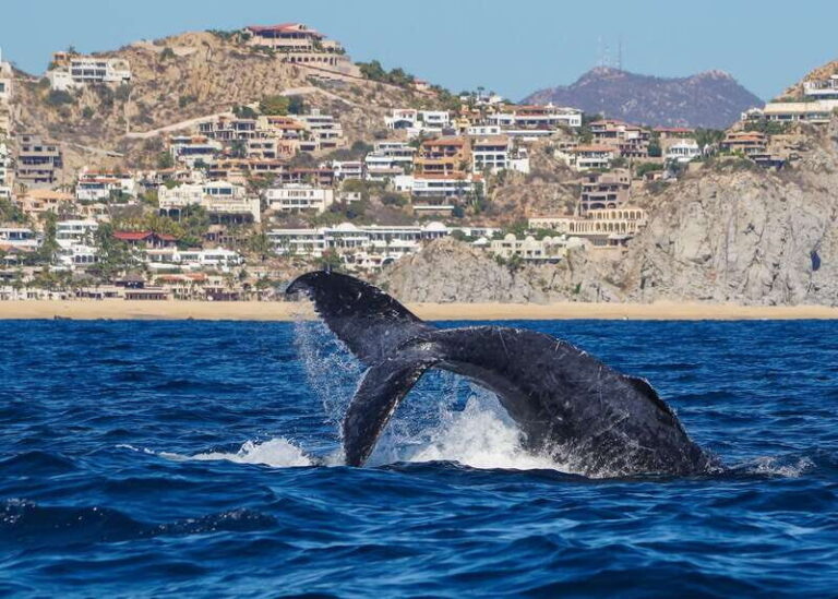 Cabo San Lucas: 2.5-Hour Whale Watching Tour - Itinerary and What to Expect