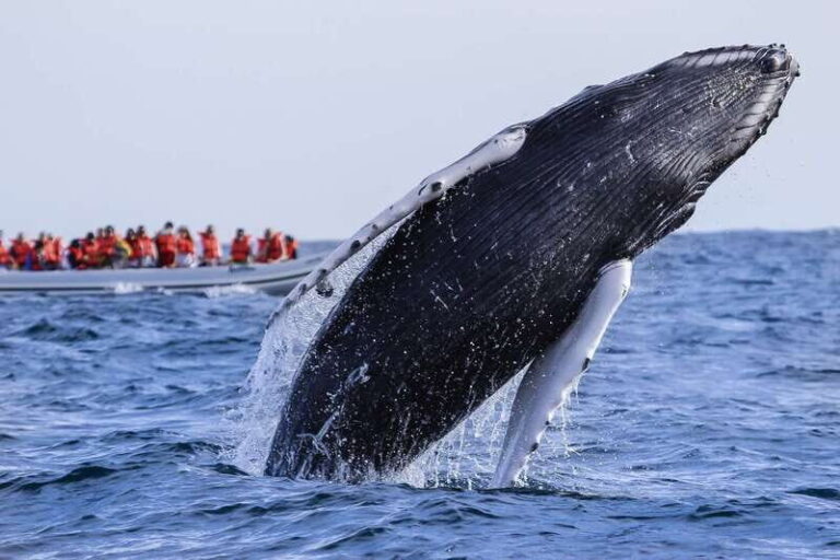 Cabo San Lucas: 2-Hour Whale Watching Adventure - The Experience of Listening to Whale Songs