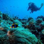 Cabo San Lucas 2 Tank Scuba Diving - The Marine Environment: Why It’s Special