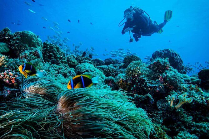 Cabo San Lucas 2 Tank Scuba Diving - The Marine Environment: Why It’s Special