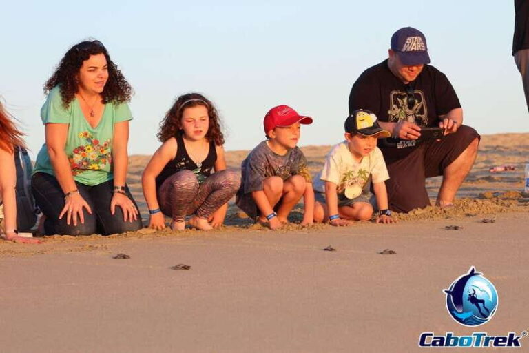Cabo San Lucas: Baby Turtle Release Experience - What’s Included & What to Expect