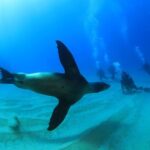 Cabo San Lucas Certified 2 Tank Dive at the Famous Arch and Land's End - Final Thoughts: Who Should Book This Tour?