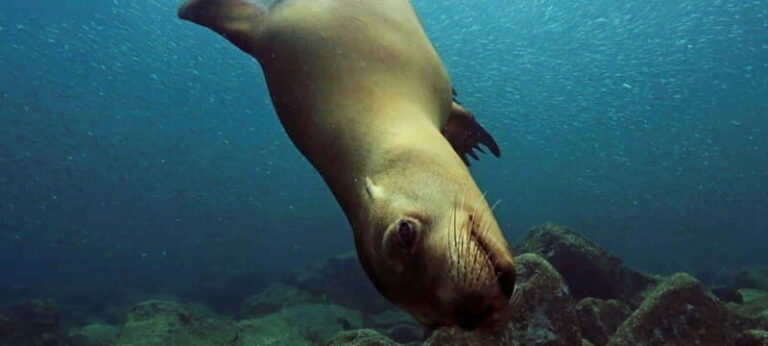Cabo San Lucas: Discover Scuba Diving Experience - Why It’s a Good Value