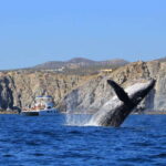 Cabo San Lucas: Luxury Catamaran Whale Watching Experience - Who Will Love This Tour?