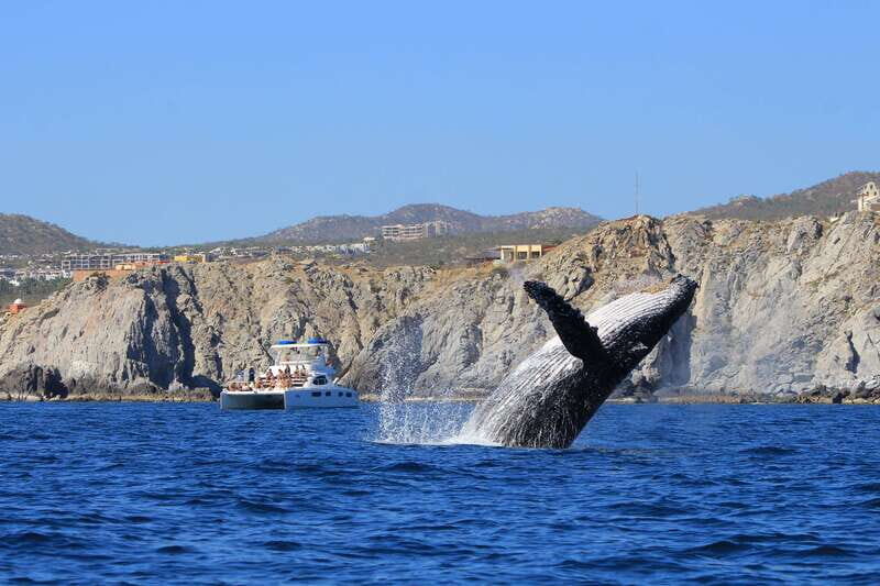 Cabo San Lucas: Luxury Catamaran Whale Watching Experience - Who Will Love This Tour?