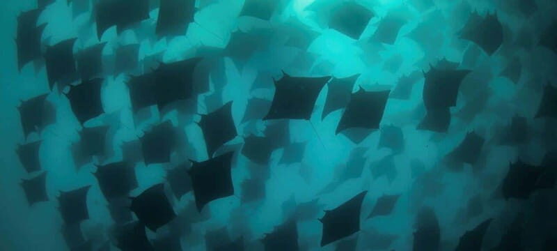 Cabo San Lucas: Marine Reserve Dive - Who Is This Tour Best For?