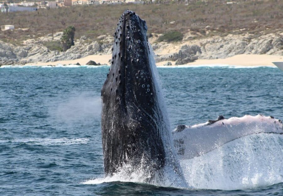 Cabo San Lucas: Private Whale Watching Yacht Excursion - Why This Tour Is Worth It