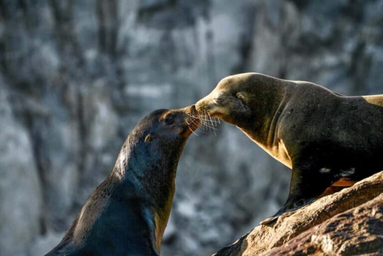 Cabo San Lucas: Sunset Cruise - Who Will Love This Experience?