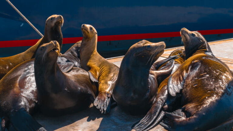 Cabo San Lucas: Tour paseo al Arco + bajada en playa - The Itinerary in Detail