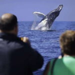 Cabo San Lucas: Whale Watching Breakfast Cruise - What to Expect on This Whale Watching Breakfast Cruise