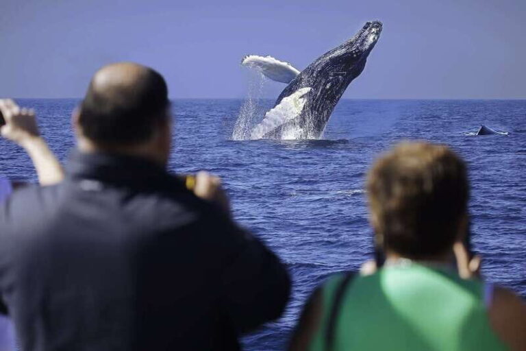 Cabo San Lucas: Whale Watching Breakfast Cruise - What to Expect on This Whale Watching Breakfast Cruise
