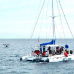 Cabo San Lucas: Whale Watching Catamaran Experience - What Sets This Tour Apart