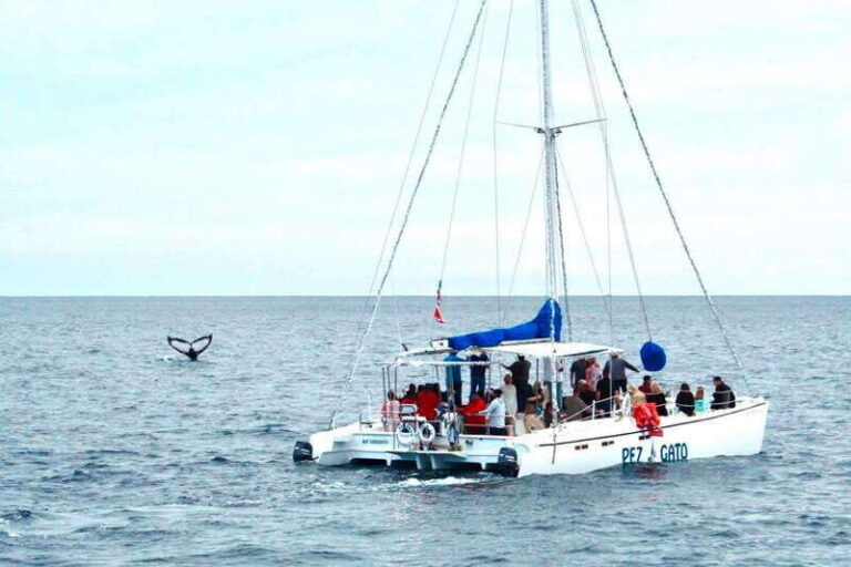 Cabo San Lucas: Whale Watching Catamaran Experience - What Sets This Tour Apart