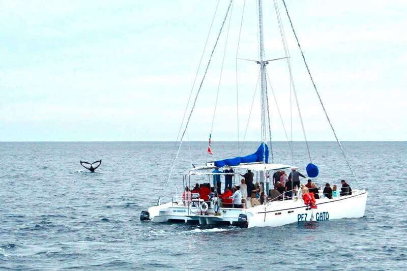 Cabo San Lucas: Whale Watching Catamaran Experience - What Sets This Tour Apart