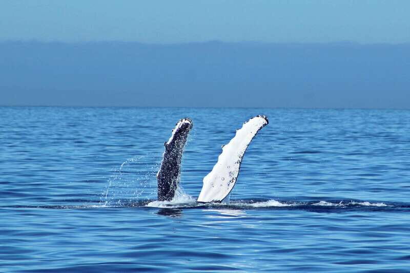 Cabo San Lucas: Whale Watching Experience on Catamaran - Authentic Experiences and Traveler Insights