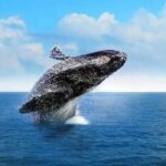 Cabo Whale Watching Tour: 2 Hours at Arch & Lovers Beach - Final Thoughts: Is This Tour Worth It?