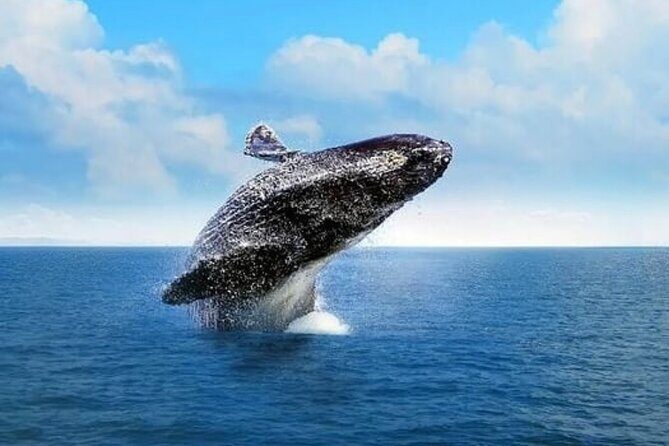 Cabo Whale Watching Tour: 2 Hours at Arch & Lovers Beach - Final Thoughts: Is This Tour Worth It?