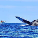 Cabo: Whale-Whatching Boat Trip w/ All-Women Crew and Photos - Practical Tips for Your Whale-Watching Adventure