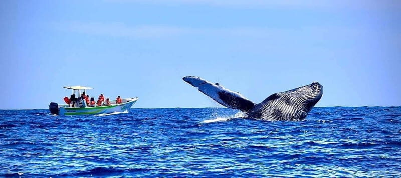 Cabo: Whale-Whatching Boat Trip w/ All-Women Crew and Photos - Practical Tips for Your Whale-Watching Adventure