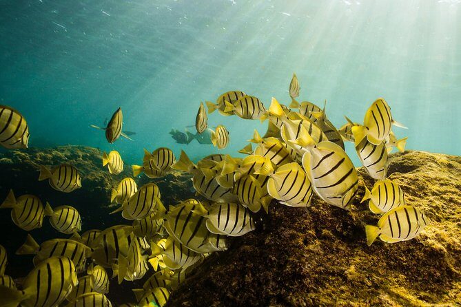 Cabo Wildlife SAFARI - Final Thoughts: Is It Worth It?