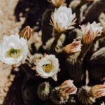 Cactus Country: Entry Ticket - Who Will Love Cactus Country?