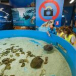 Cairns: Aquarium Entry Ticket and Turtle Rehabilitation Tour - Meet the Rescued Turtles