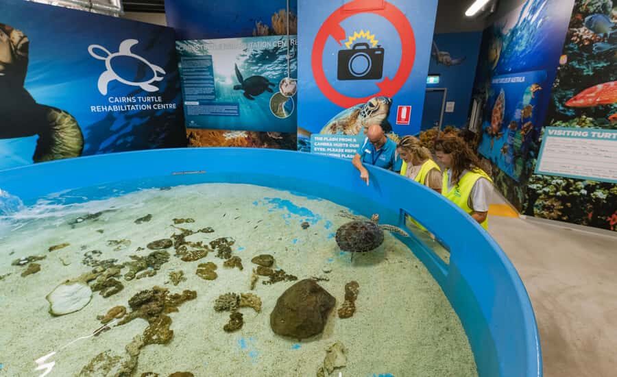Cairns: Aquarium Entry Ticket and Turtle Rehabilitation Tour - Meet the Rescued Turtles