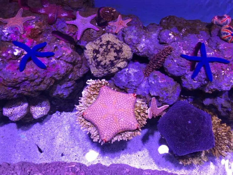 Cairns Aquarium General Admission Ticket - Who Will Love Cairns Aquarium?