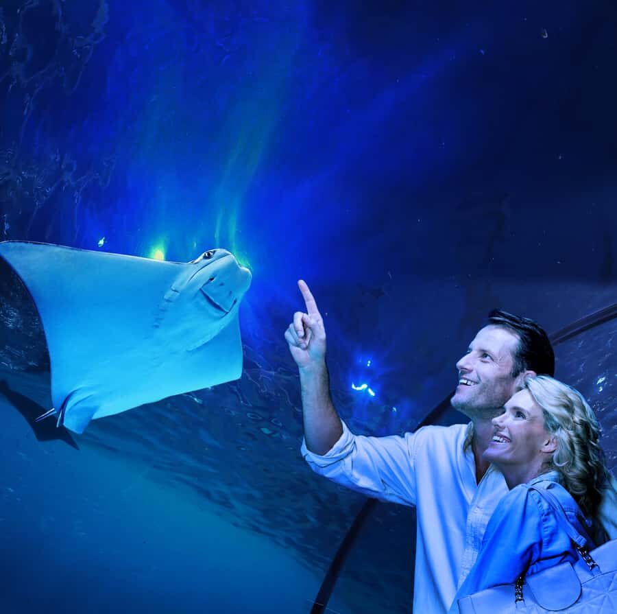 Cairns: Aquarium Guided Twilight Tour with 3-Course Dinner - What Makes This Tour Stand Out?