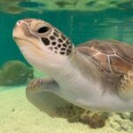 Cairns Aquarium Marine Life Encounter Ticket - What makes this tour special?
