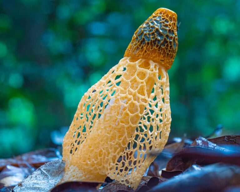 Cairns Botanic Gardens: Mushroom Photography Tour - Overview of the Experience