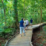 Cairns: Daintree Rainforest Canopy Ziplining Tour - Practical Details and Considerations