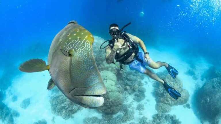 Cairns: Great Barrier Reef Cruise & Scenic Helicopter Flight - Final Thoughts