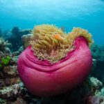 Cairns: Great Barrier Reef Overnight Snorkelling Boat Trip - The Sum Up