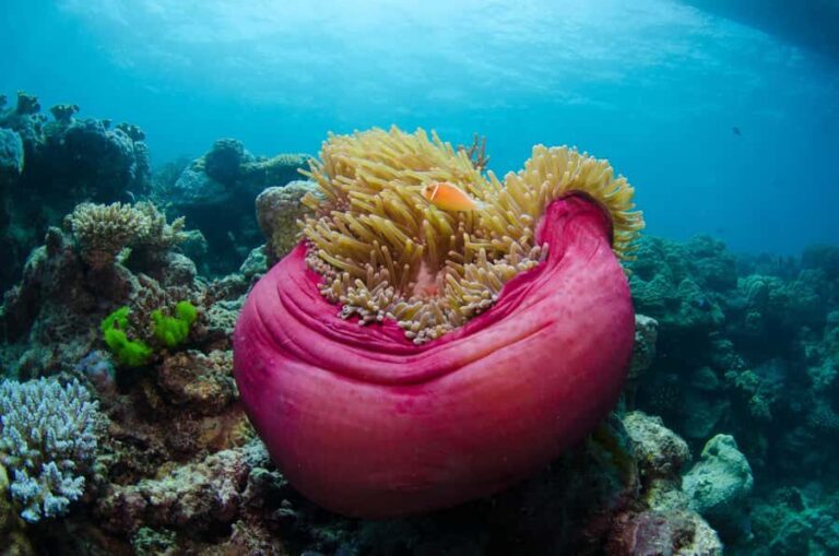 Cairns: Great Barrier Reef Overnight Snorkelling Boat Trip - The Sum Up