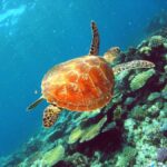 Cairns: Great Barrier Reef Snorkel and Scenic Flight - The Value of This Tour