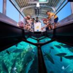 Cairns: Green Island Full-Day Tour with Diving - Exploring the Itinerary