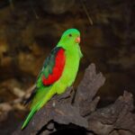 Cairns: Koalas and Creatures Entry Ticket - Exploring Cairns Koalas and Creatures: What to Expect