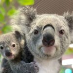 Cairns Koalas & Creatures at the Pier - FAQ