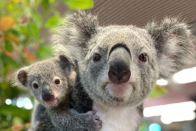 Cairns Koalas & Creatures at the Pier - FAQ