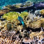 Cairns: Outer and Coral Cay Snorkel and Dive Cruise - What Sets This Tour Apart