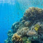 Cairns: Outer Great Barrier Reef Pontoon with Activities - How Does It Compare to Other Reef Tours?