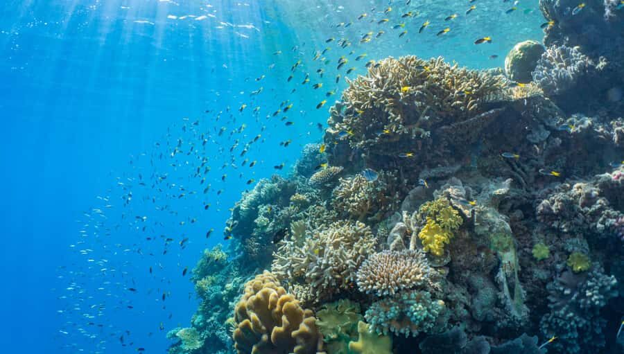 Cairns: Outer Great Barrier Reef Pontoon with Activities - How Does It Compare to Other Reef Tours?