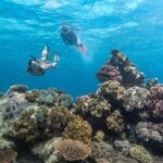 Cairns: Premium Snorkelling and Diving Reef Day Trip - Detailed Breakdown of the Itinerary