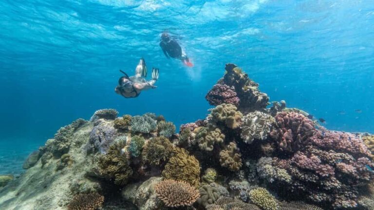 Cairns: Premium Snorkelling and Diving Reef Day Trip - Detailed Breakdown of the Itinerary