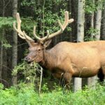 Calgary Airport to Canmore Private Transfer - Real Insights from Travelers